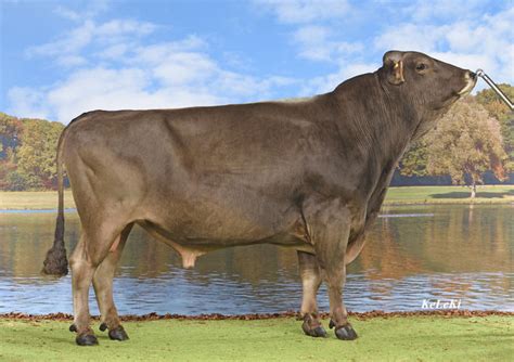 Brown Swiss Cross Breeding