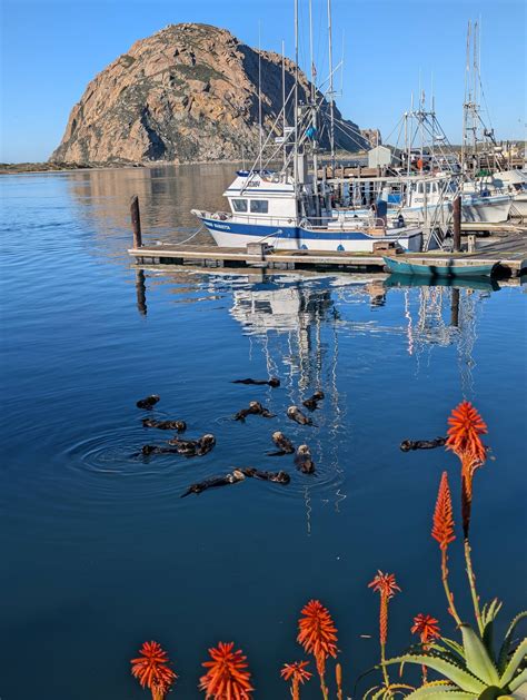 California Wildlife Appreciators Morro Bay Today Facebook