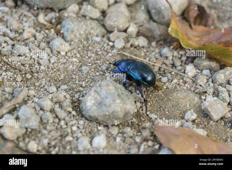 Detail Of A Blue Mint Beetle Or Blue Mint Leaf Beetle With Metallic