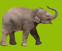Elephant S Get The Best  On Er