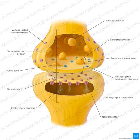 Synapse Definition Types And Structure Kenhub