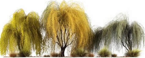 Premium Ai Image Weeping Willow Grass On White Background Stunning