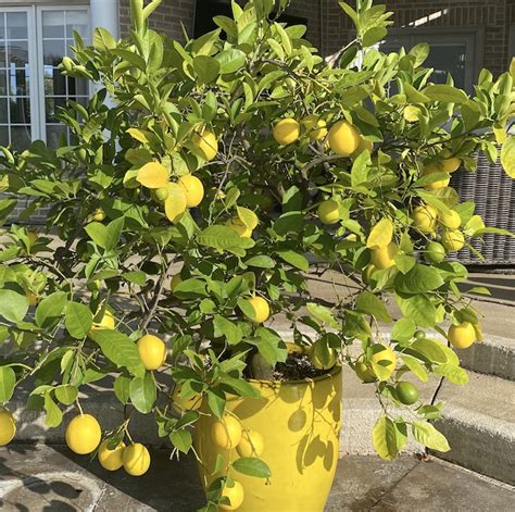 Meyer Lemon Tree