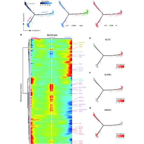 Trajectory Analysis Highlighting Tumor Clone Plasticity Throughout
