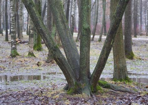 Four Tree Trunks Grow From The Same Roots Stock Image Image Of