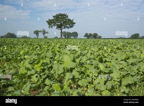 Kale Brassica Oleracea And Stubble Turnip Brassica Rapa Subsp Rapa