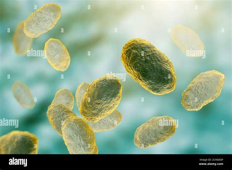 Bronchitis Bacteria