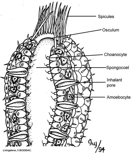Sponge Diagram