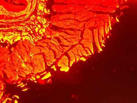 Olympus Ix71 Inverted Fluorescence Phase Contrast Microscope New Filters