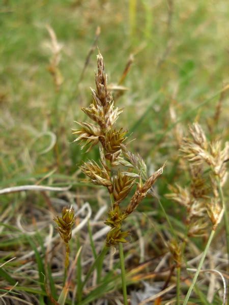 Carex Arenaria Pictorial Guide To The Flora Of The British Isles