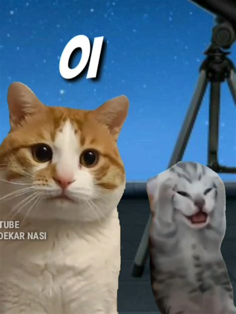Oooh Cat Meme 30 Purrfect Memes To Pawsitively Spoil Yourself With