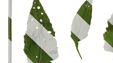 3d Model Anydrafts Chrysanthemum Indicum Leaf 01 Textures Turbosquid