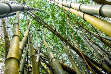 Cây Tre Đặc điểm Tác Dụng Và Bài Thuốc Trị Bệnh