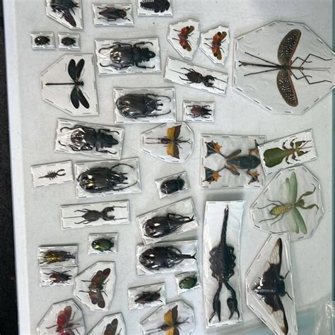 Assorted Bugs Insects Specimen Wholesale Mix Lot Bulk Etsy Uk