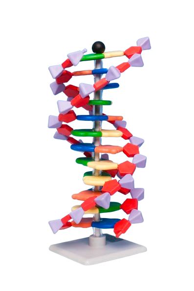 Molymod Dna Model Kit 12 Layer Advanced Southern Biological
