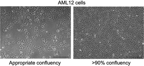 Cell Press Star Protocols