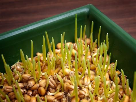 What Is The Montana State Grass Discovering Montana