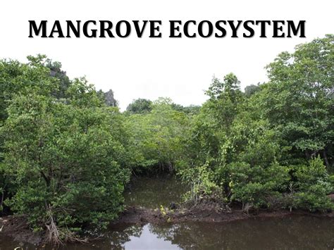 Mangrove Swamps Ecosystem