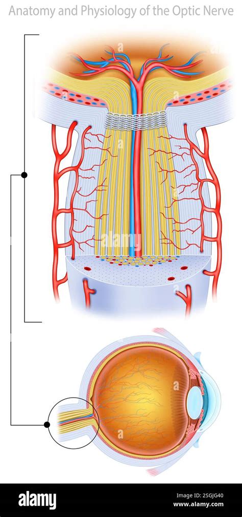 Representation With Two Images On The Optic Nerve This Transmits