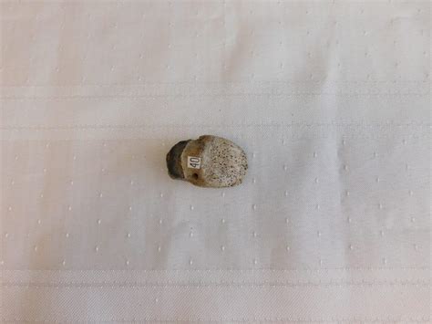 Florida Turtle Claw Fossil Fossils And Artifacts For Sale Paleo