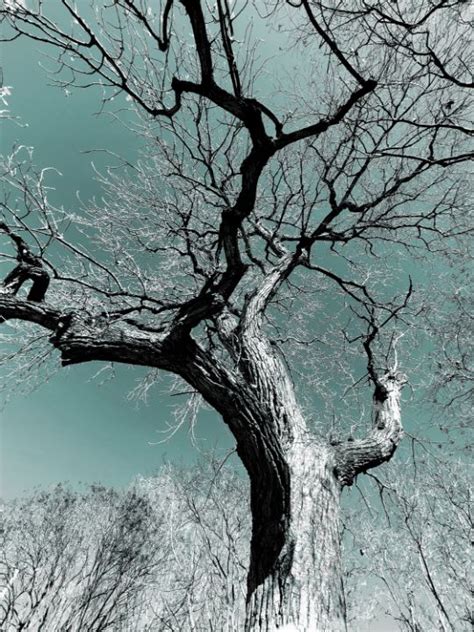Reaching Karin Ebbesson Photography Flowers Plants And Trees