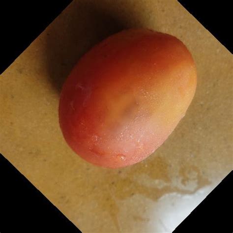 Tomato Dataset By Finalyearproject