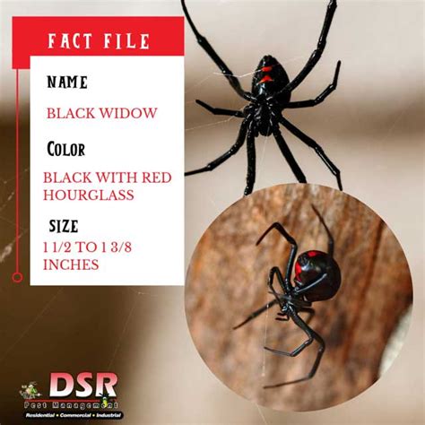 Bug Identifier What Bugs And Pests Are Most Common To Tucson