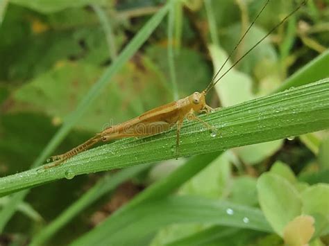 The Art Of Camouflage Grasshoppers Resting On Leaves Stock Image Image Of Grasshoppers