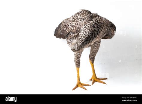 The Hen Ayam Kampong Or Kampung Is The Chicken Breed Reported From Indonesia The Name Means