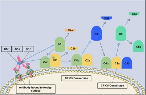 Complement An Overview For The Clinician Pmc