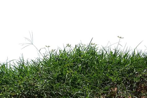 Premium Photo Grass Isolated On White Background