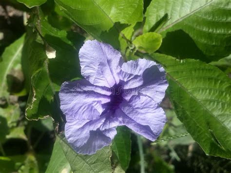 La Flor Morada Foto De Archivo Imagen De Cubo Fresco 202597120