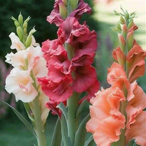 12 Flowers That Represent Birth Months A Colorful Guide Foliage