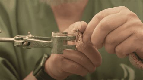 How Snake Venom Extraction Works Animals Around The Globe