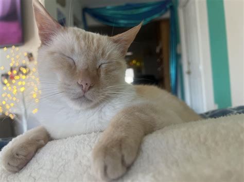 Elmo Always Knows When Im Sick And Wont Leave My Side R Aww