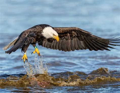 Wild Banded Bald Eagle In Pacific Northwest Coast