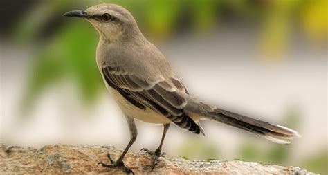 Tropical Mockingbird And The Reason Behind Their Mocking Things Guyana