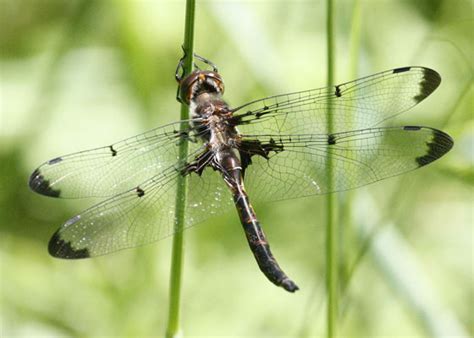 Prince Baskettail Dragonfly At Plainsboro Preserve Epitheca Princeps