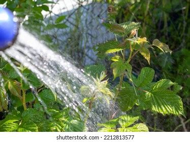 Raspberry Plant Garden Watering Images Stock Photos Vectors Shutterstock