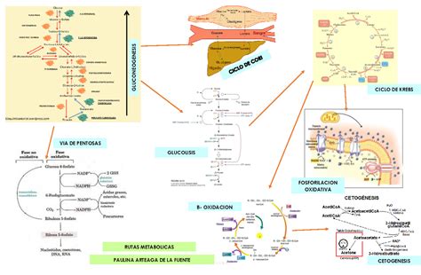 Rutas Metabolicas Boquimica 1 Glucolisis Gluconeogenesis Via De