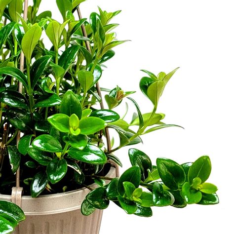 6 Hanging Basket Of Goldfish Plant Nematanthus Gregarious