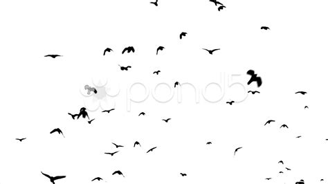 Flying Crows