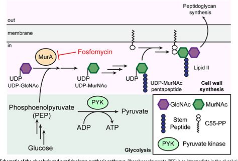 Figure 1 From Functional And Structural Characterization Of Streptococcus Pneumoniae Pyruvate