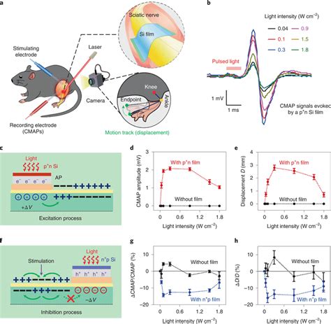 Optoelectronic Excitation And Inhibition Of Peripheral Neural