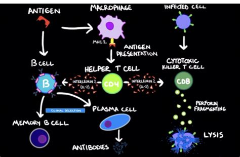 Immunology Flashcards Quizlet