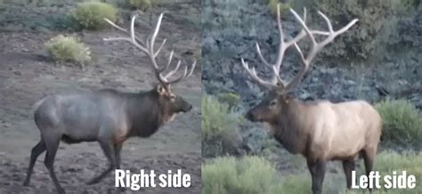 Bull Elk Sizes