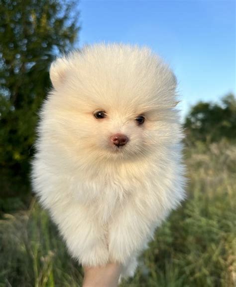 Pomsky Pomski Patuljasti I Mini Pomeranachaski