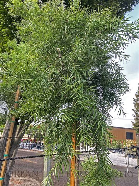 Podocarpus Gracilior Std Urban Tree Farm Nursery
