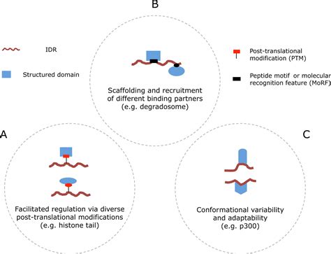 Classification Of Intrinsically Disordered Regions And Proteins Chemical Reviews