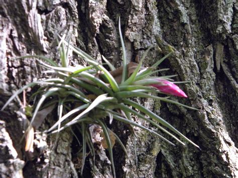 La Ciudad Silvestre Las Plantas Epífitas